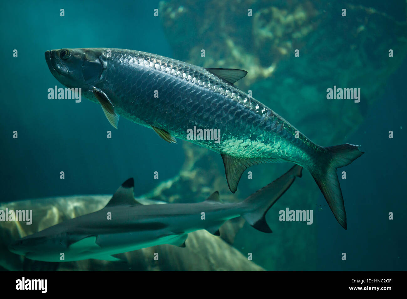 Elopiformes hi-res stock photography and images - Alamy