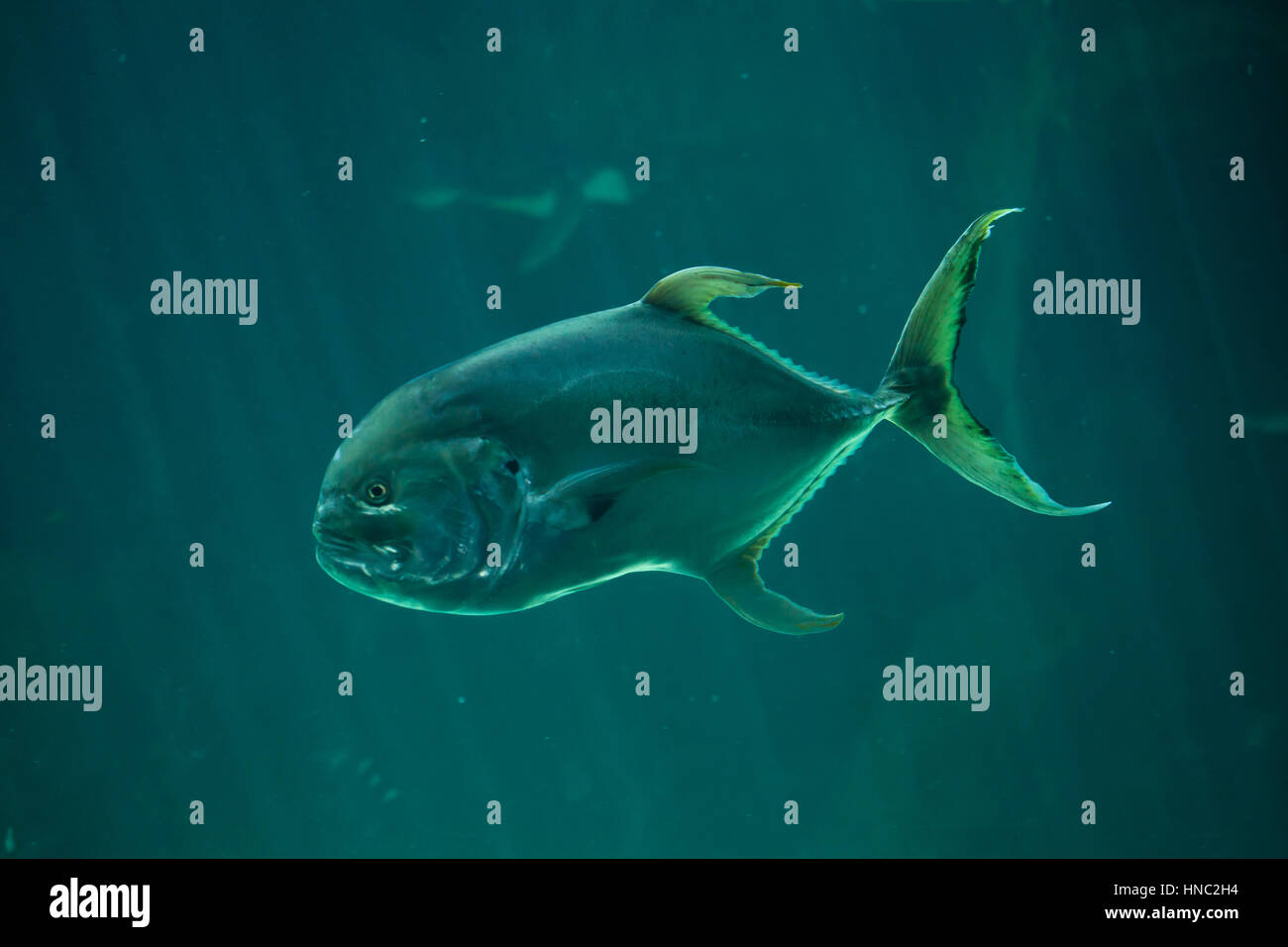 Jack or trevally carangidae hi-res stock photography and images - Alamy