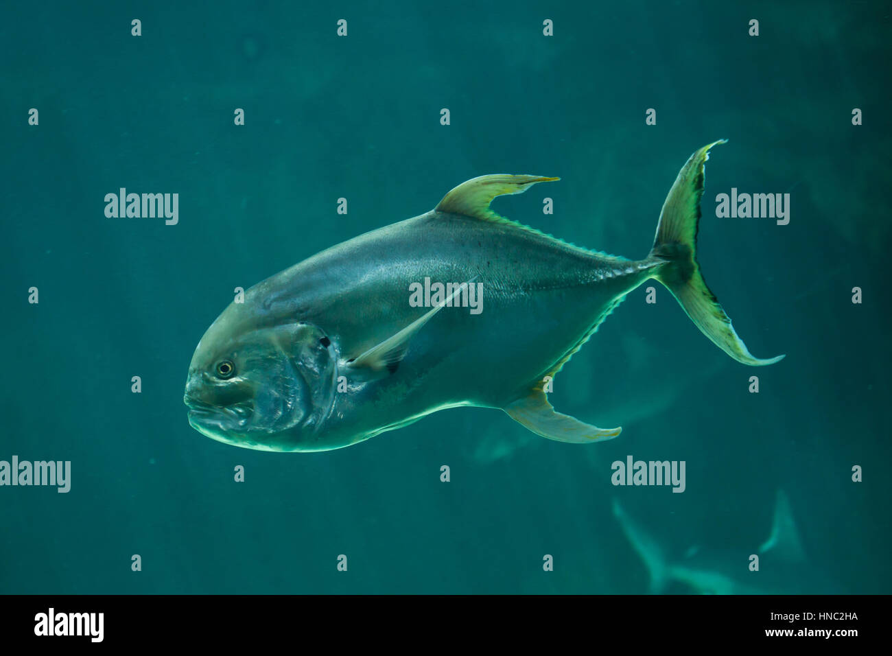 Jack or trevally carangidae hi-res stock photography and images - Alamy