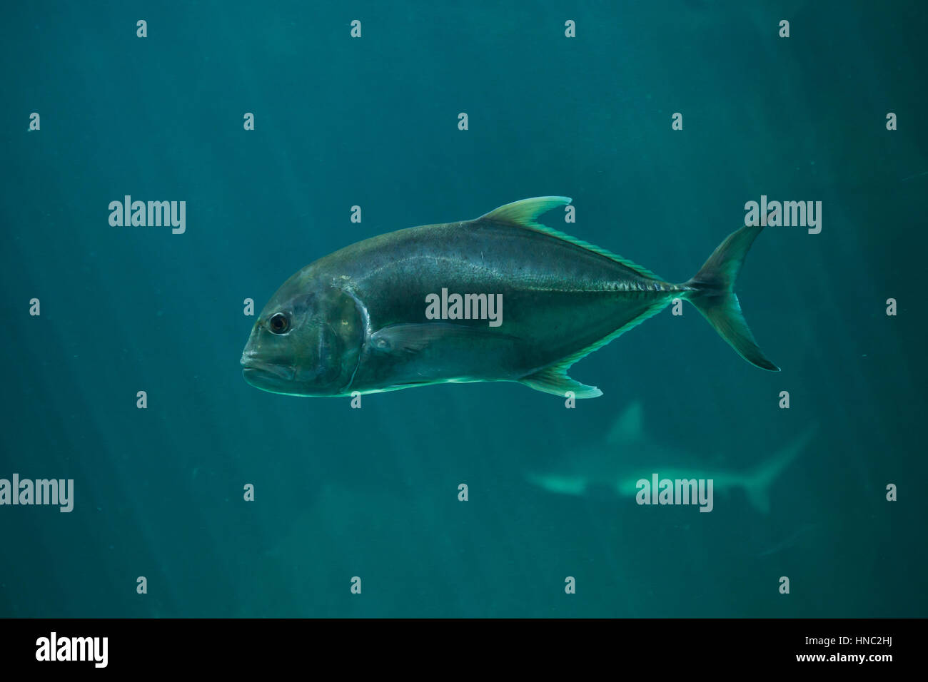 Golden trevally (Gnathanodon speciosus). Marine fish Stock Photo - Alamy