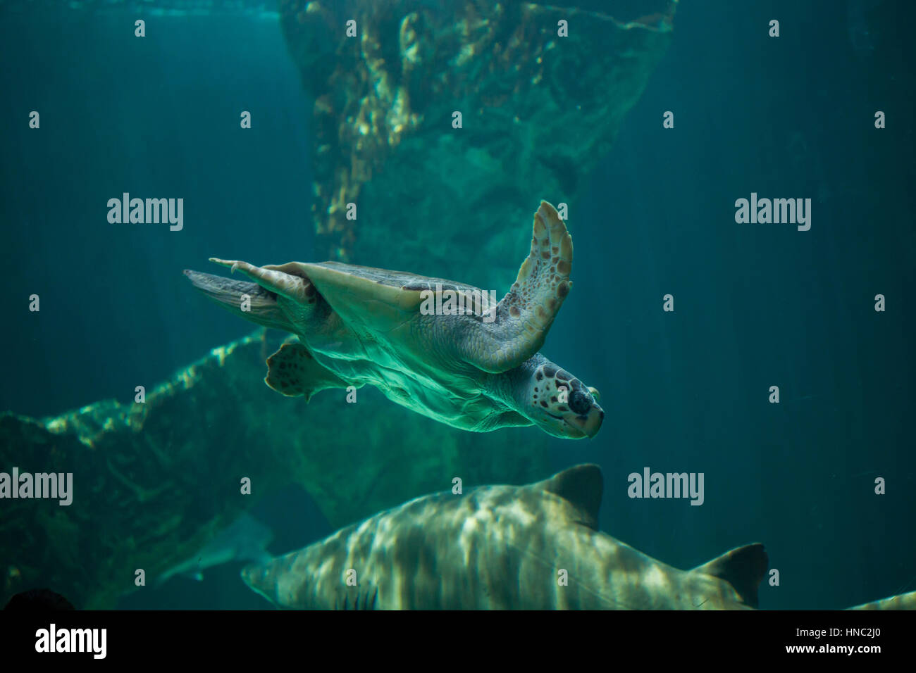 Loggerhead sea turtle (Caretta caretta), also known as the loggerhead ...