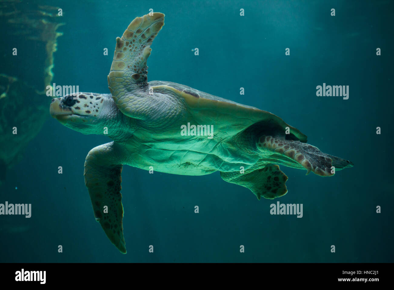Loggerhead sea turtle (Caretta caretta), also known as the loggerhead ...