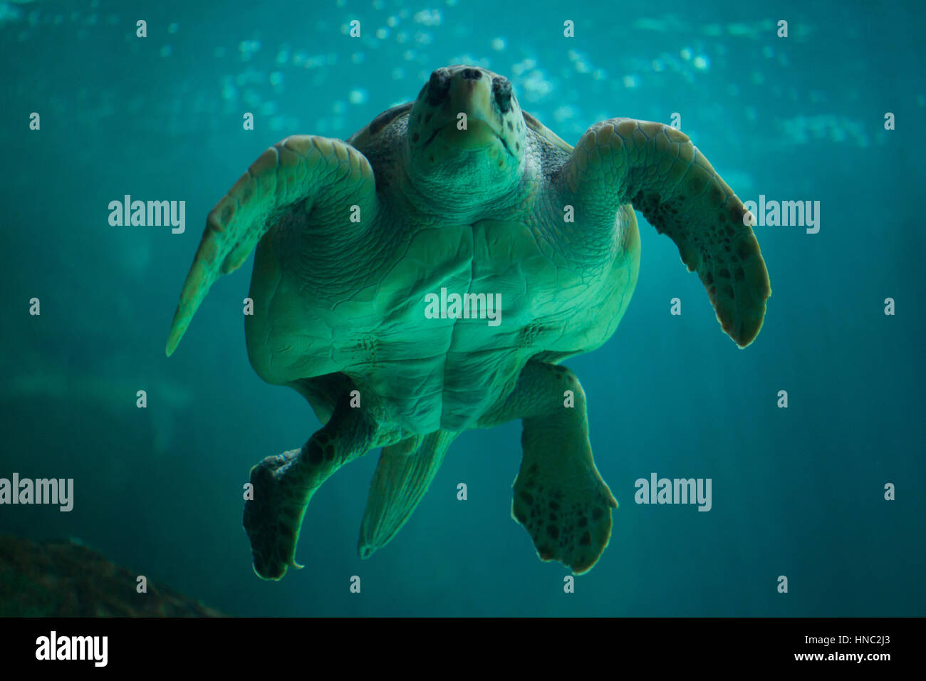 Loggerhead sea turtle (Caretta caretta), also known as the loggerhead ...