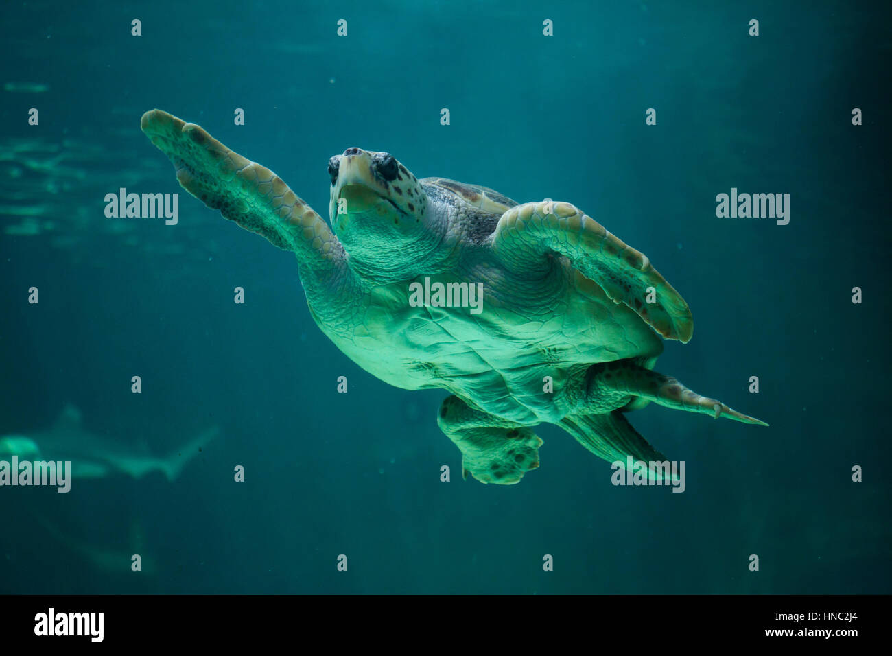 Loggerhead sea turtle (Caretta caretta), also known as the loggerhead ...