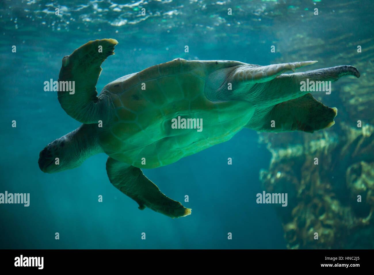 Loggerhead sea turtle (Caretta caretta), also known as the loggerhead ...