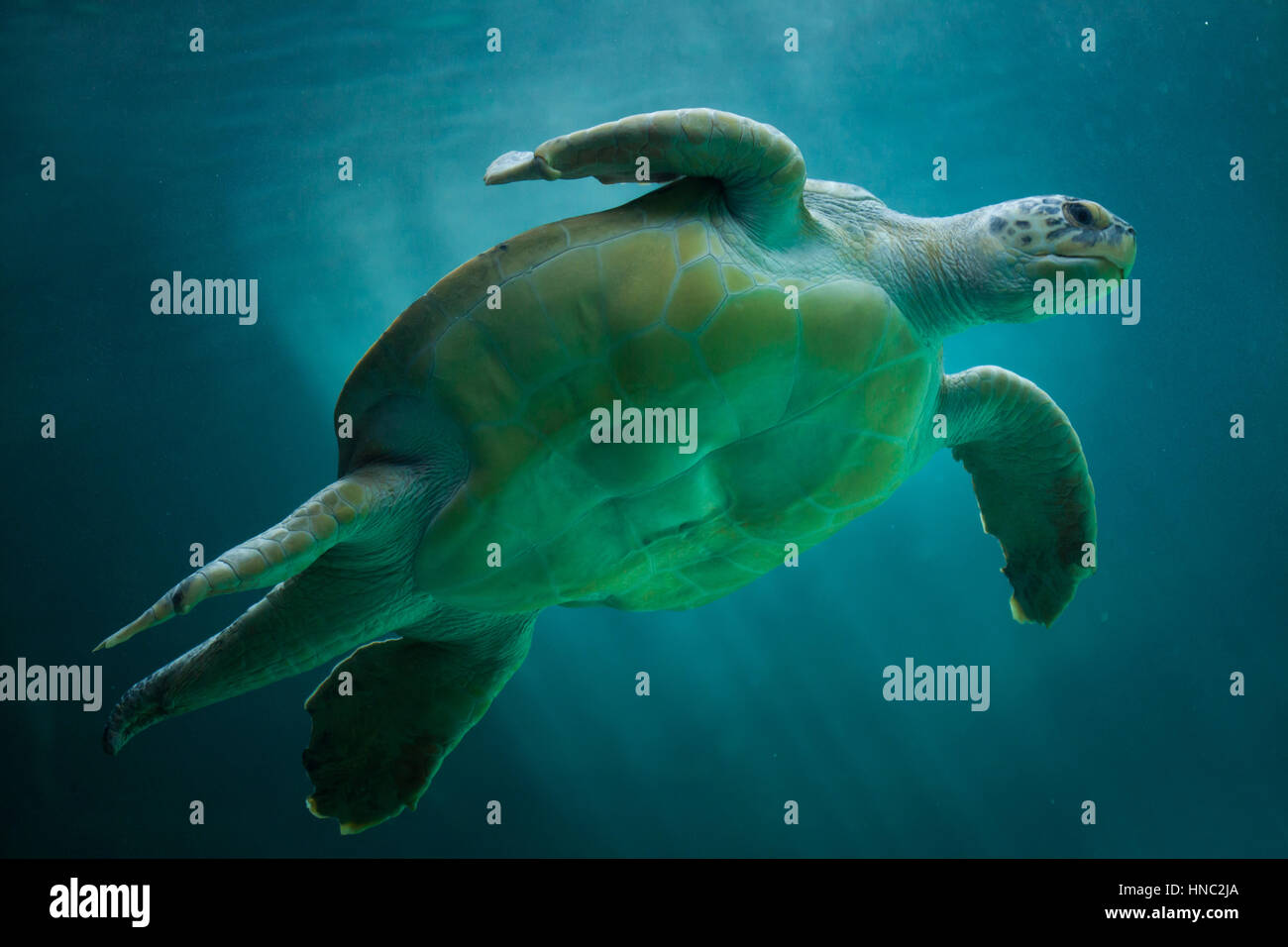 Loggerhead sea turtle (Caretta caretta), also known as the loggerhead ...