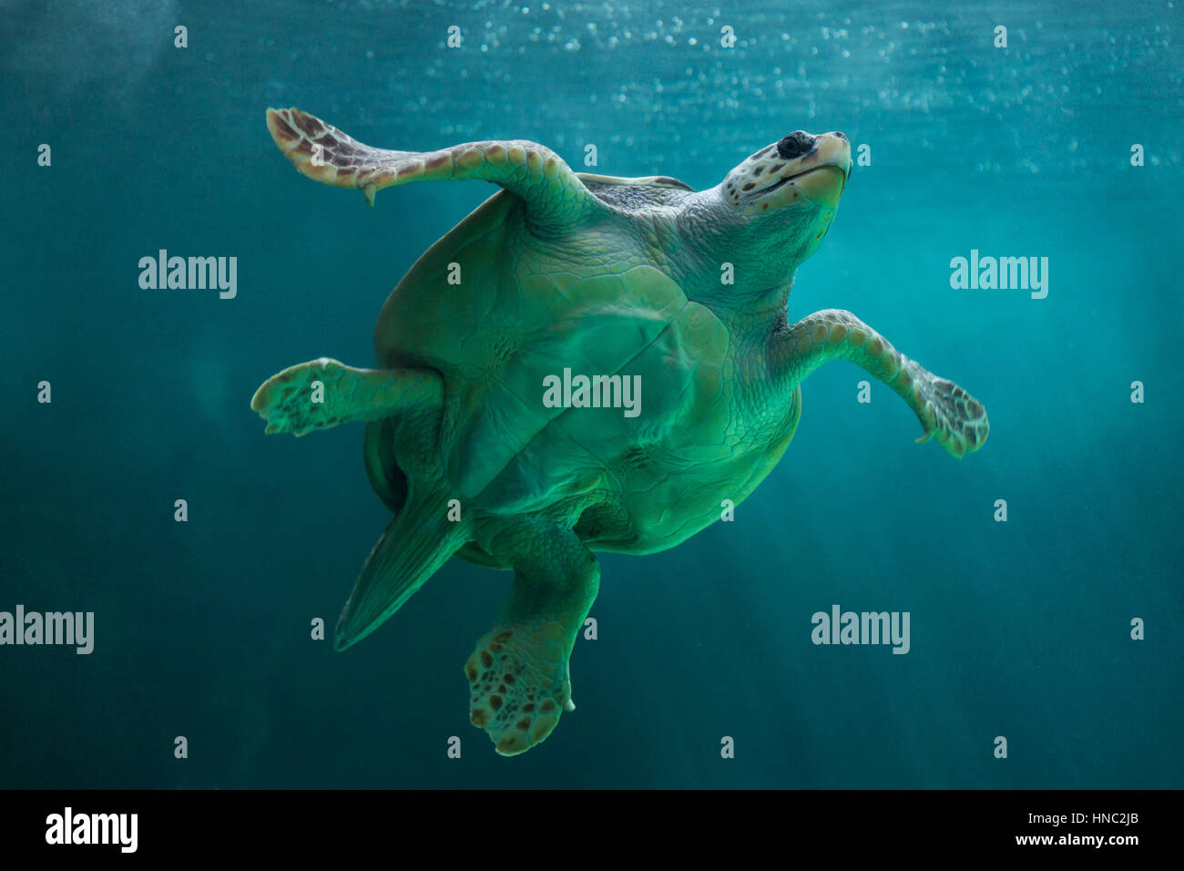 Loggerhead sea turtle (Caretta caretta), also known as the loggerhead ...