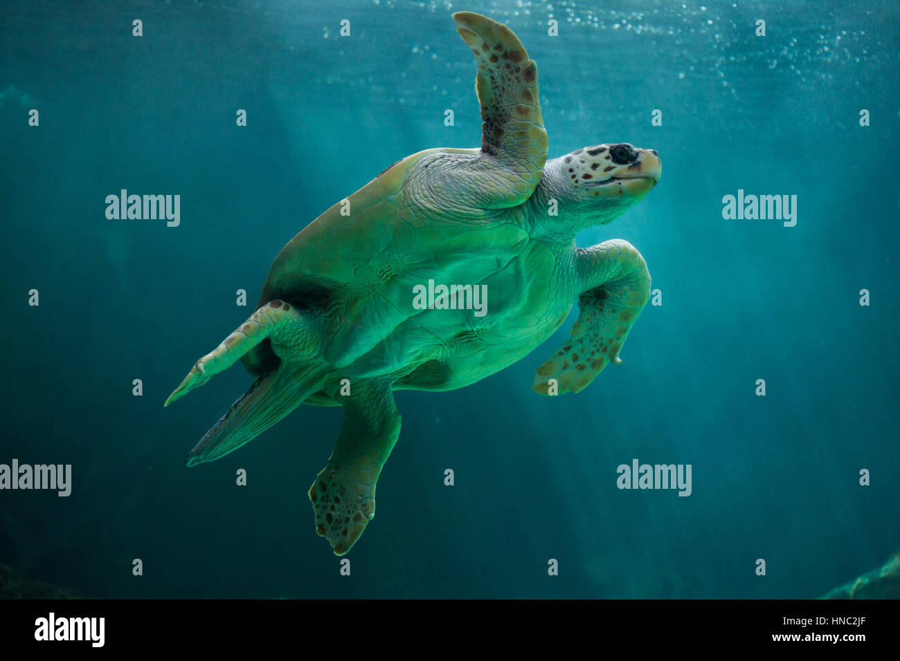 Loggerhead sea turtle (Caretta caretta), also known as the loggerhead ...