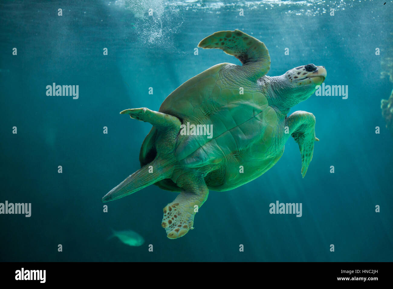 Loggerhead sea turtle (Caretta caretta), also known as the loggerhead ...