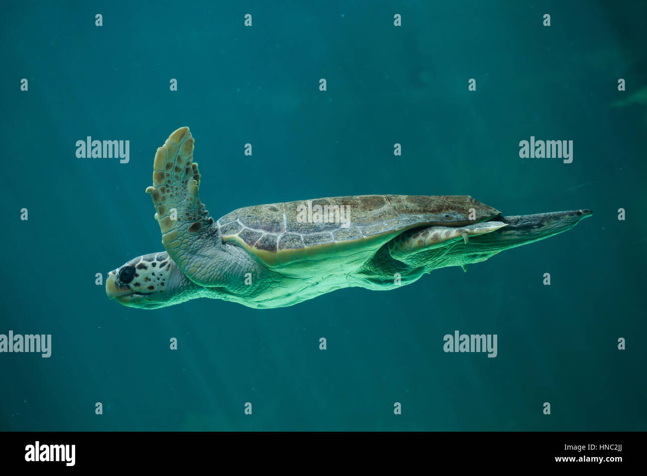 Loggerhead sea turtle (Caretta caretta), also known as the loggerhead ...