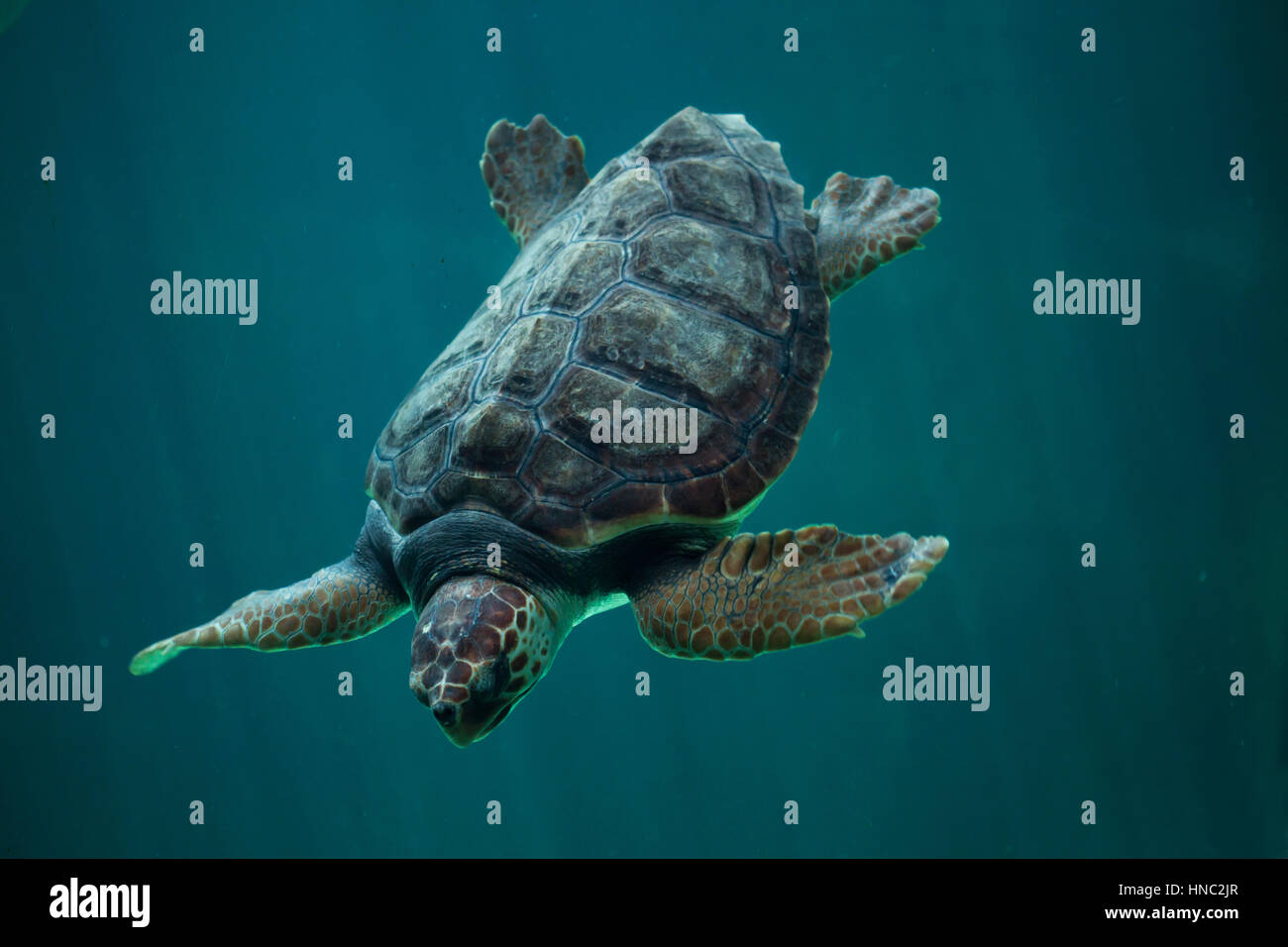 Loggerhead sea turtle (Caretta caretta), also known as the loggerhead ...