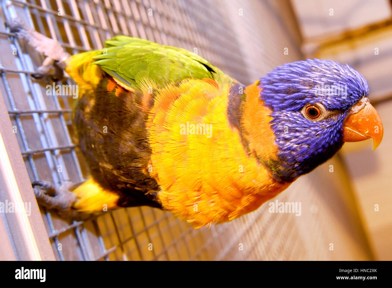A red-collared lorikeet sits on the cage bars of its enclosure in the ...