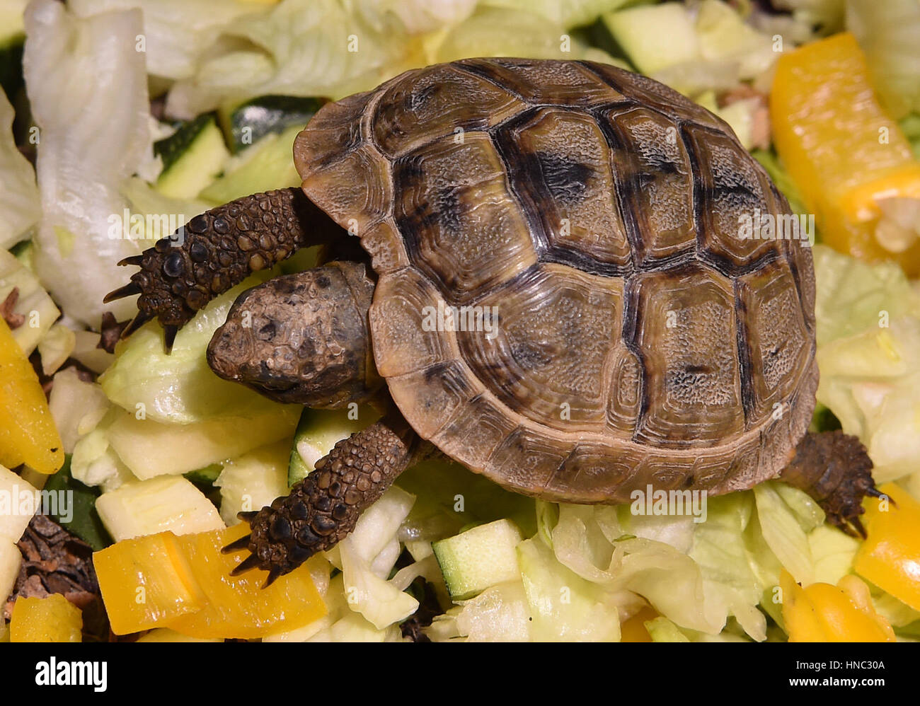 Horsfields tortoise hi-res stock photography and images - Alamy