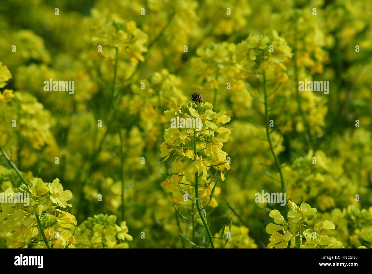 Nafplio, Greece. 11th February 2017. Greece Peloponnese Blooming ...