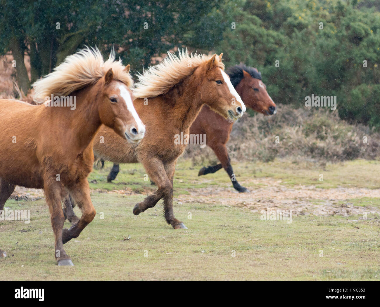 New Forest ponies running, Hampshire, UK Stock Photo - Alamy