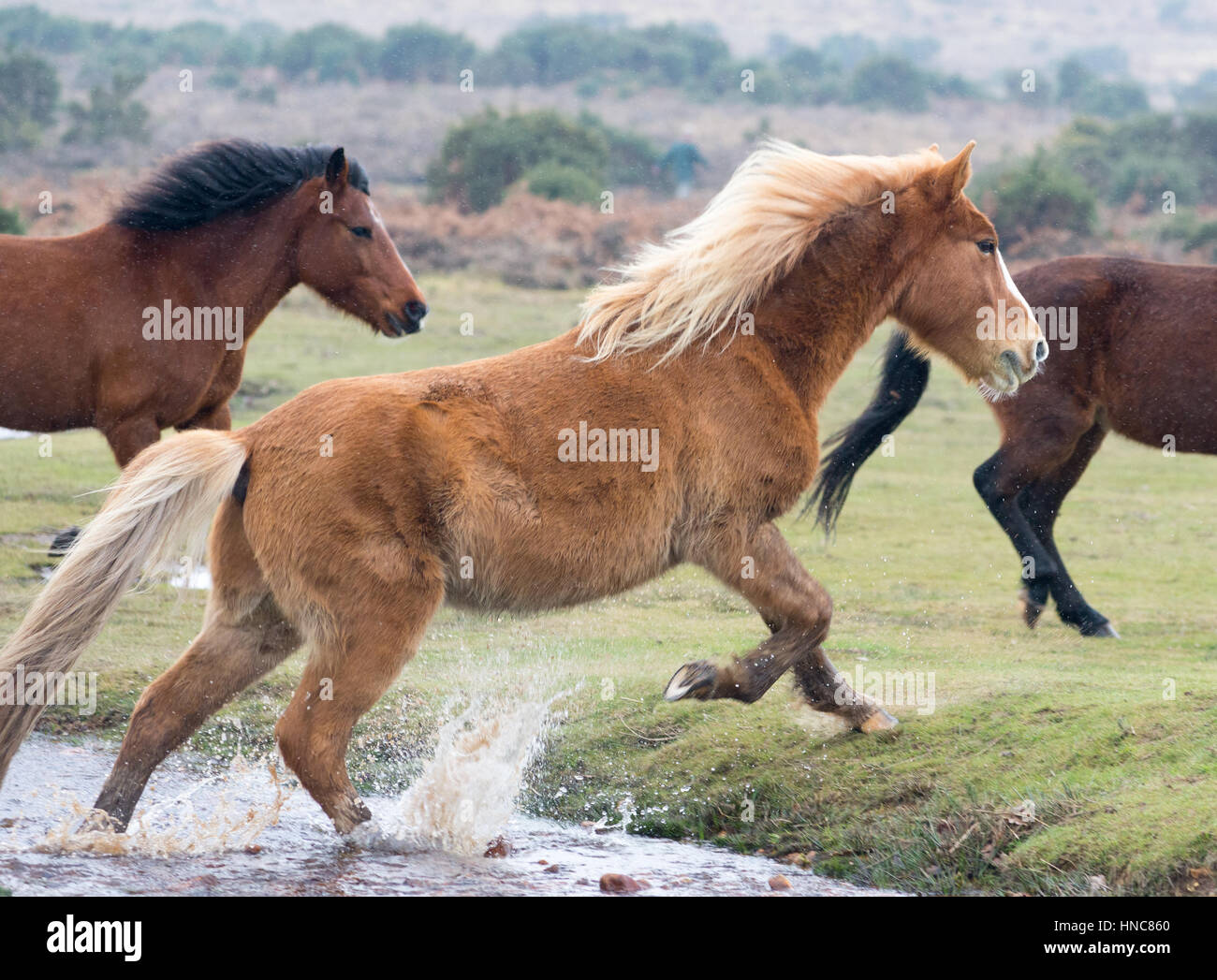 Running horses new forest hi-res stock photography and images - Alamy
