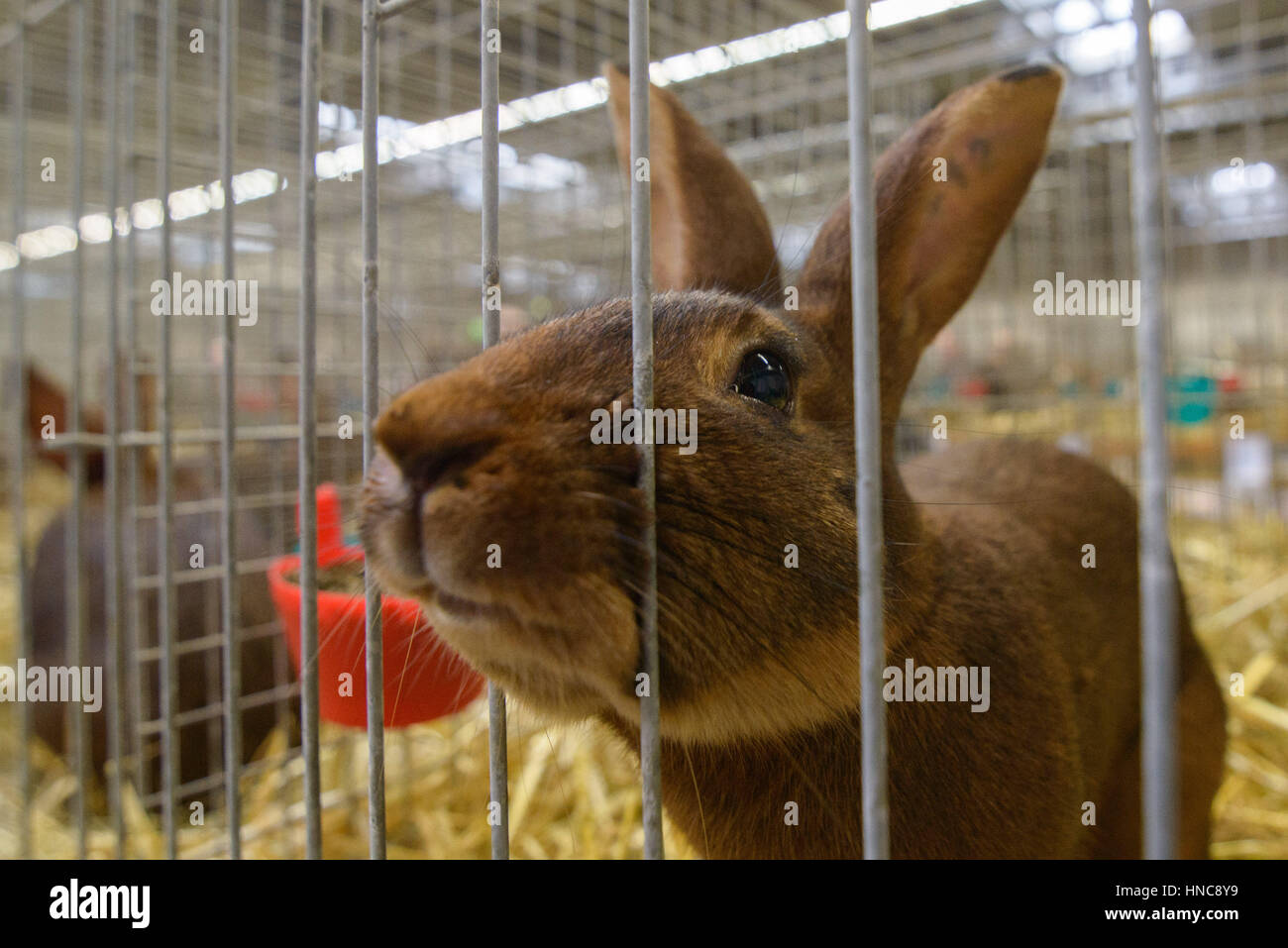 Rabbit show germany hi-res stock photography and images - Alamy
