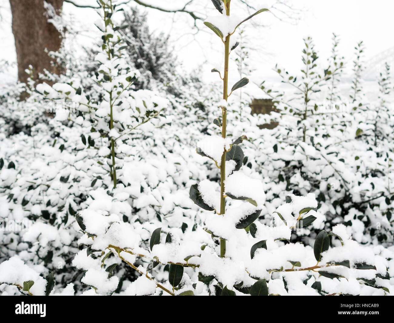 Nijmegen, The Netherlands. 11th Feb, 2017. Several centimeters of snow ...