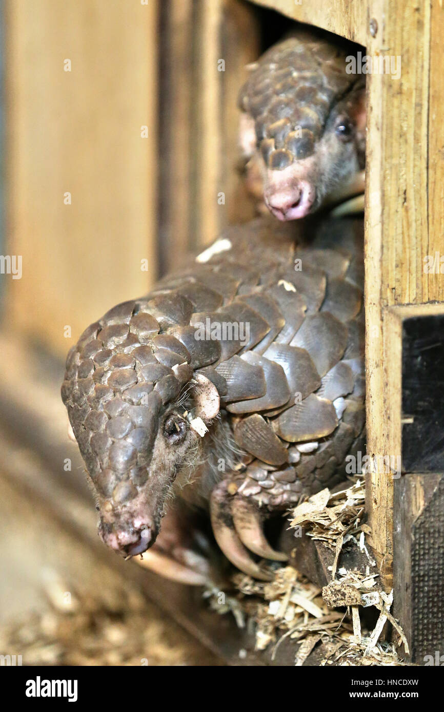 Leipzig, Germany. 01st Feb, 2017. The female pangolin Quesan (top) and ...