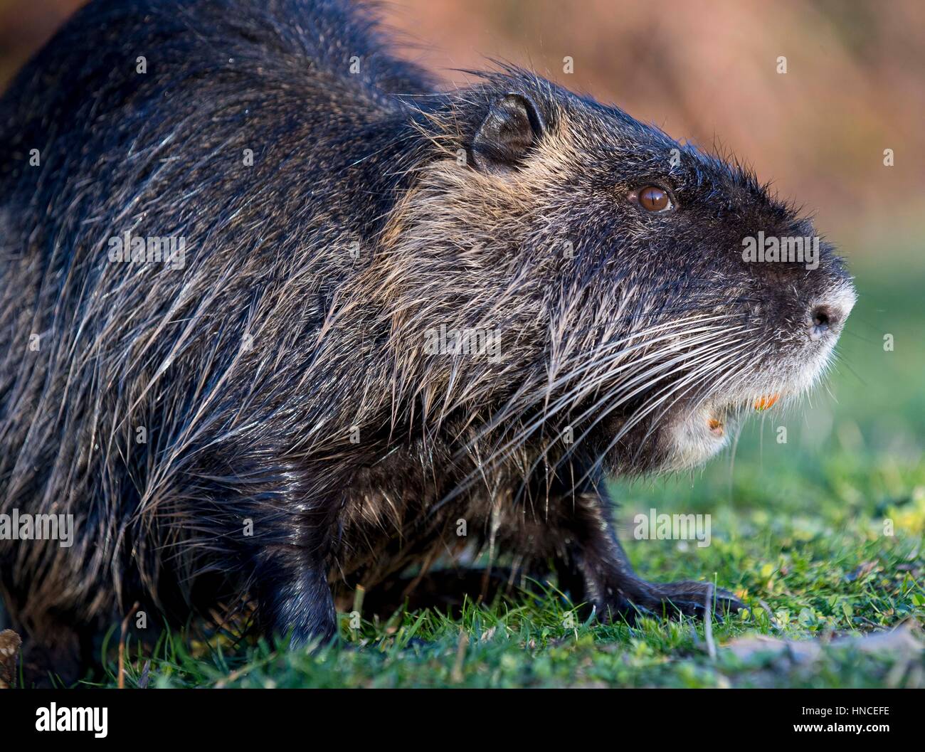 Native to subtropical and temperate south america hi-res stock ...