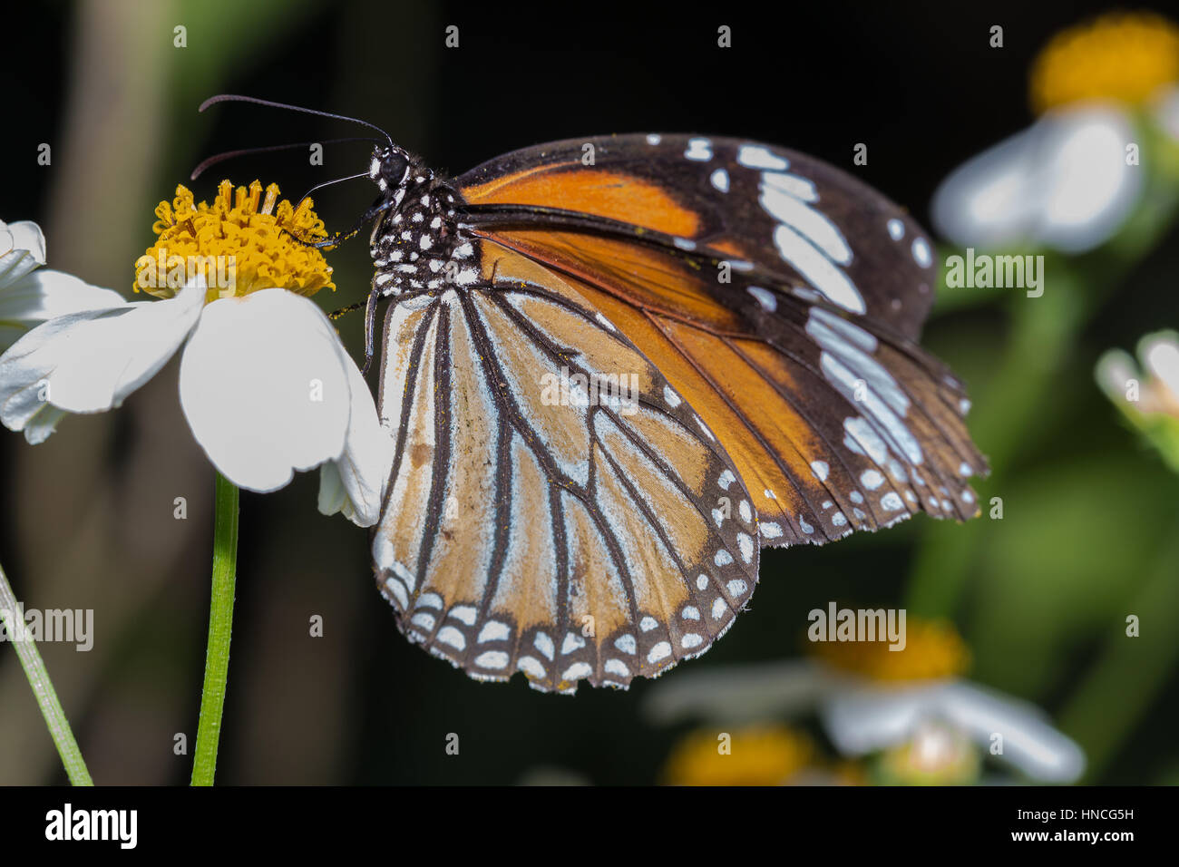 Common tiger butterfly danaus genutia hi-res stock photography and ...
