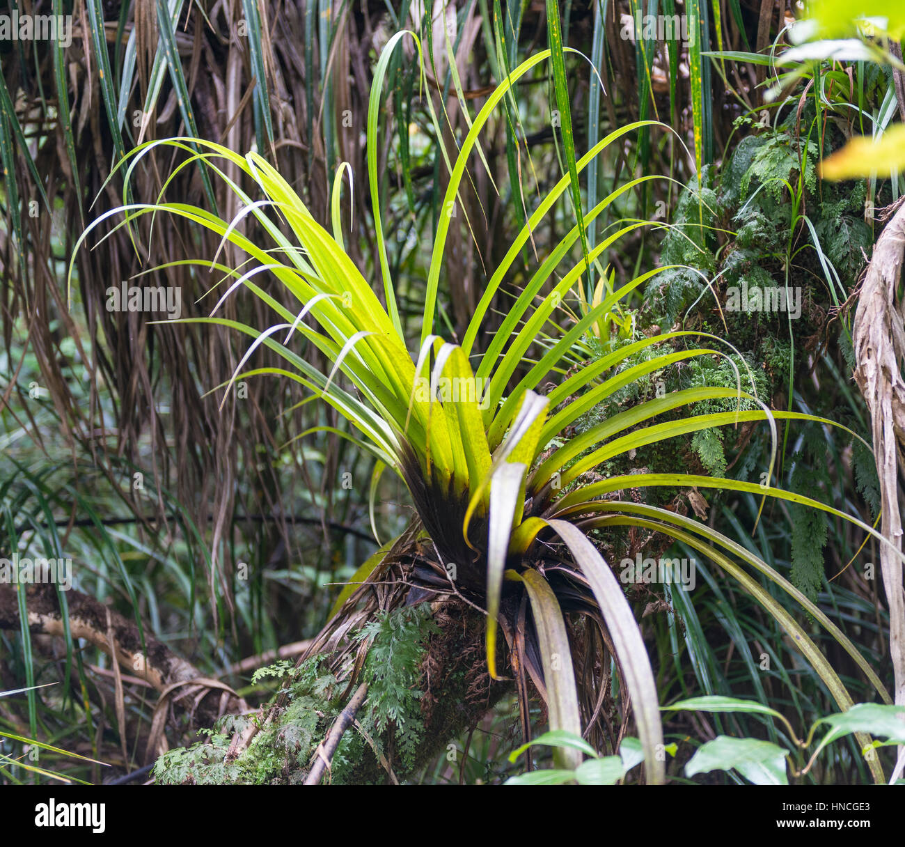 Epiphyte Plant High Resolution Stock Photography and Images - Alamy
