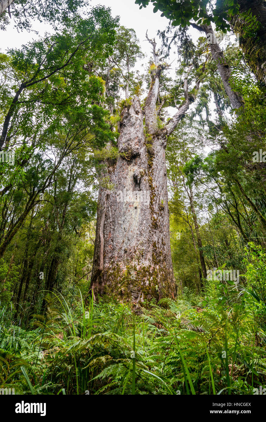 Kauri giant tree hi-res stock photography and images - Alamy