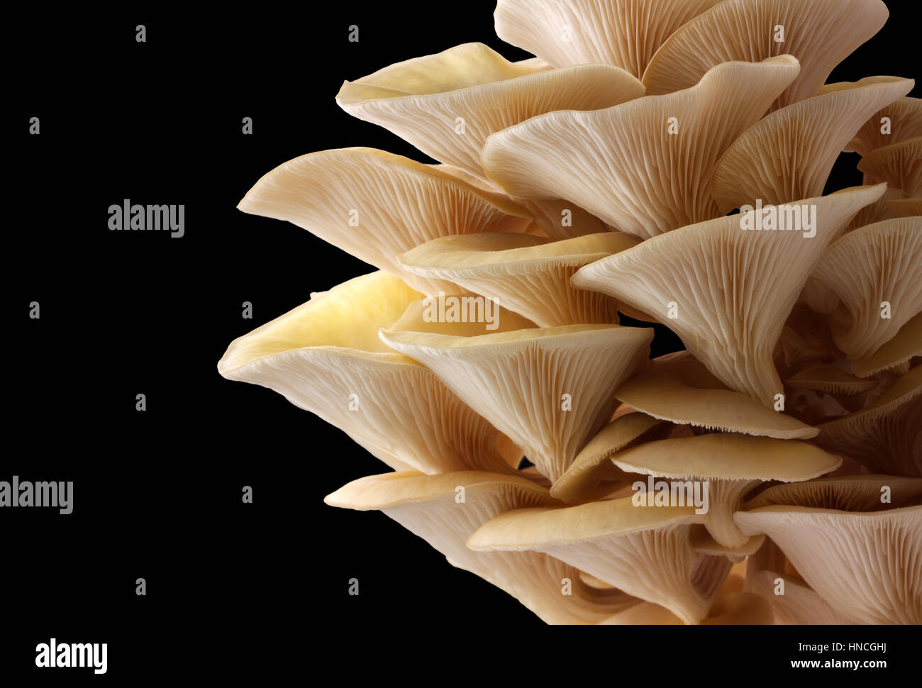 Golden oyster mushrooms (Pleurotus citrinopileatus), freshly picked ...