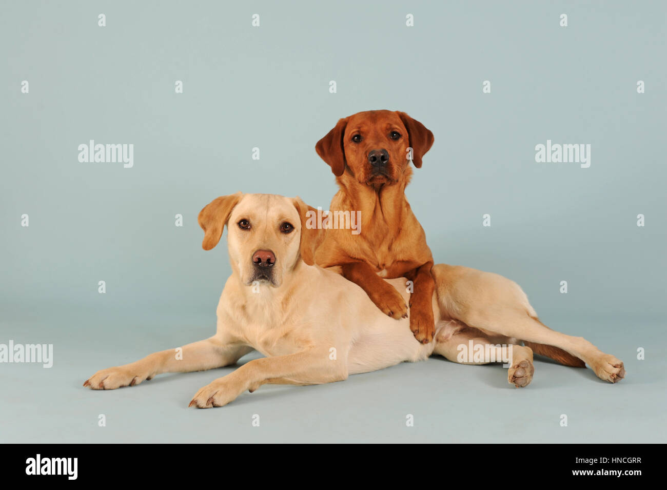 Two labrador retrievers, yellow, males, lying Stock Photo - Alamy