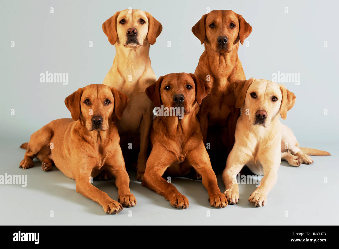 Five Labrador Retrievers, yellow, males and females, group Stock Photo ...