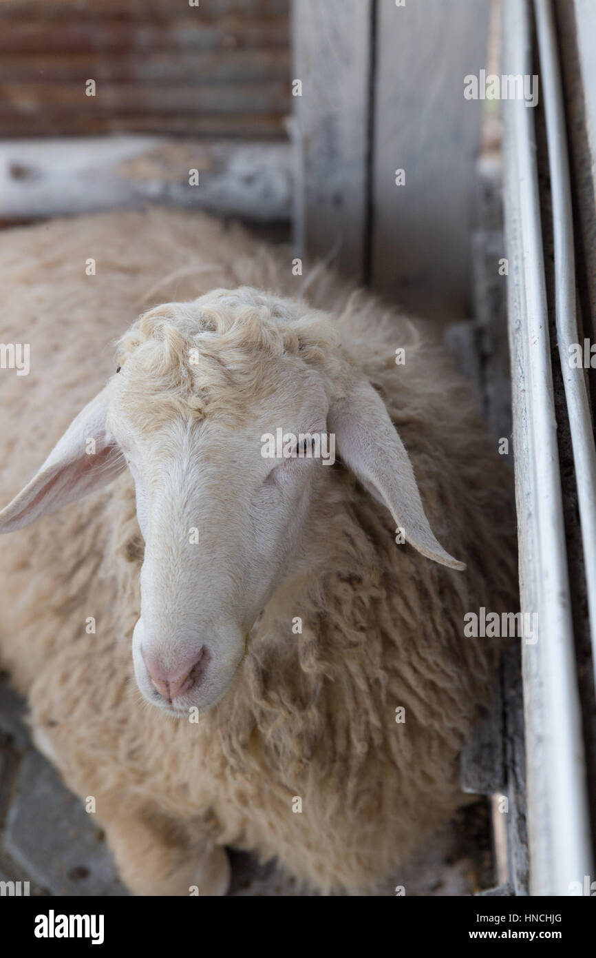Lamb, Sheep in Wooden Barn in Farm Stock Photo - Alamy