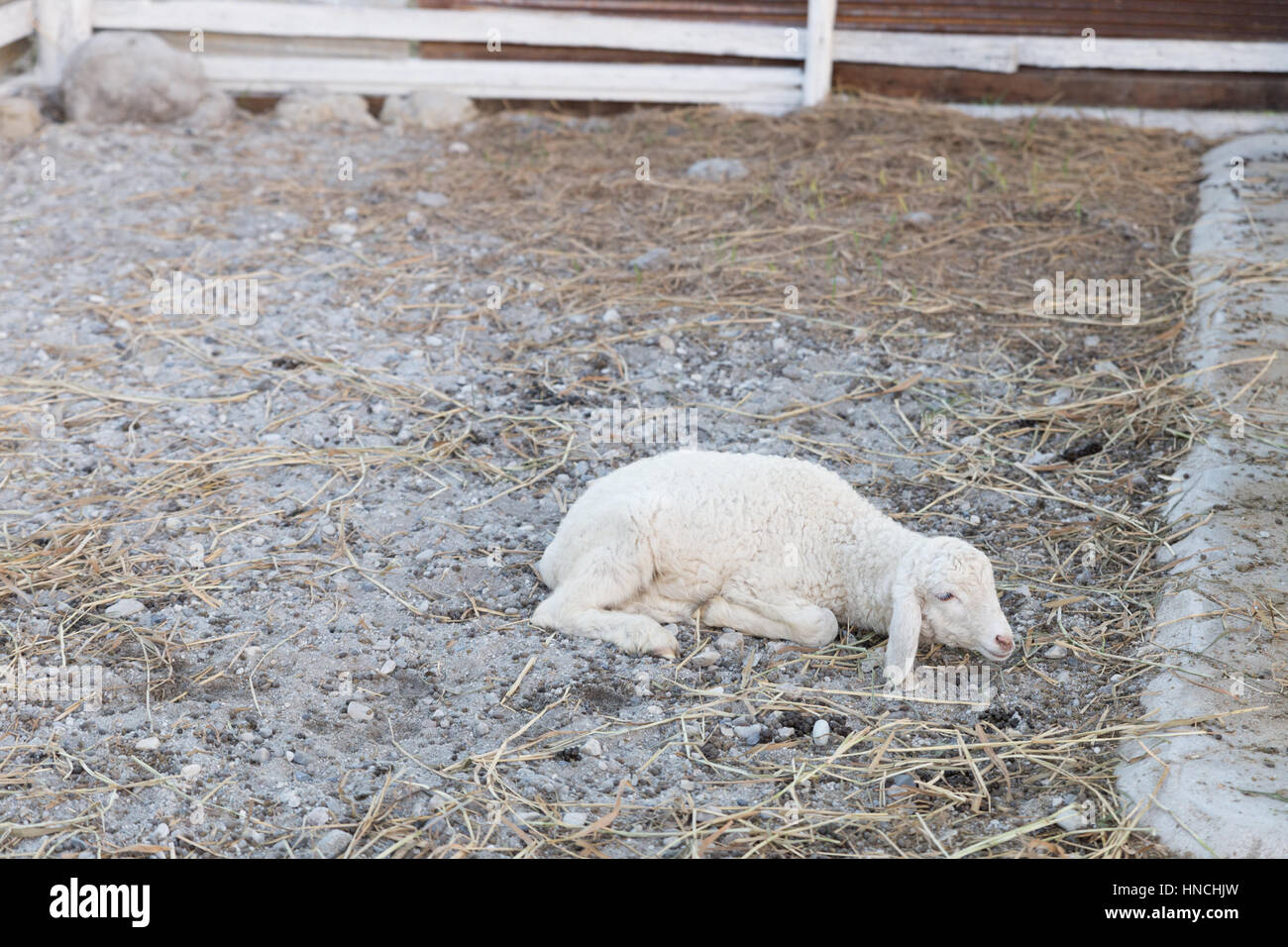 Sheep in the barn hi-res stock photography and images - Alamy