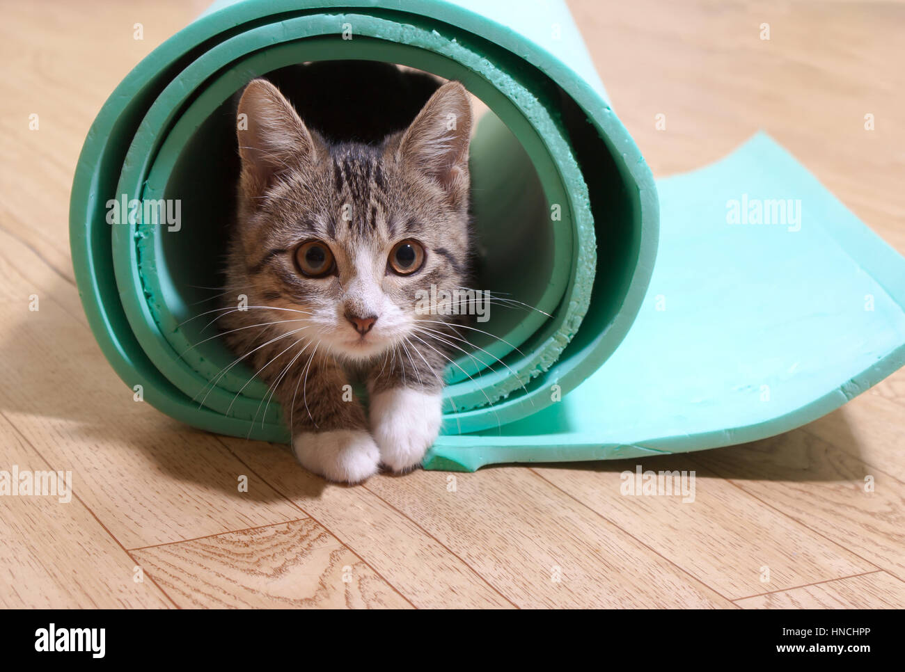 Kitten sitting hi-res stock photography and images - Alamy