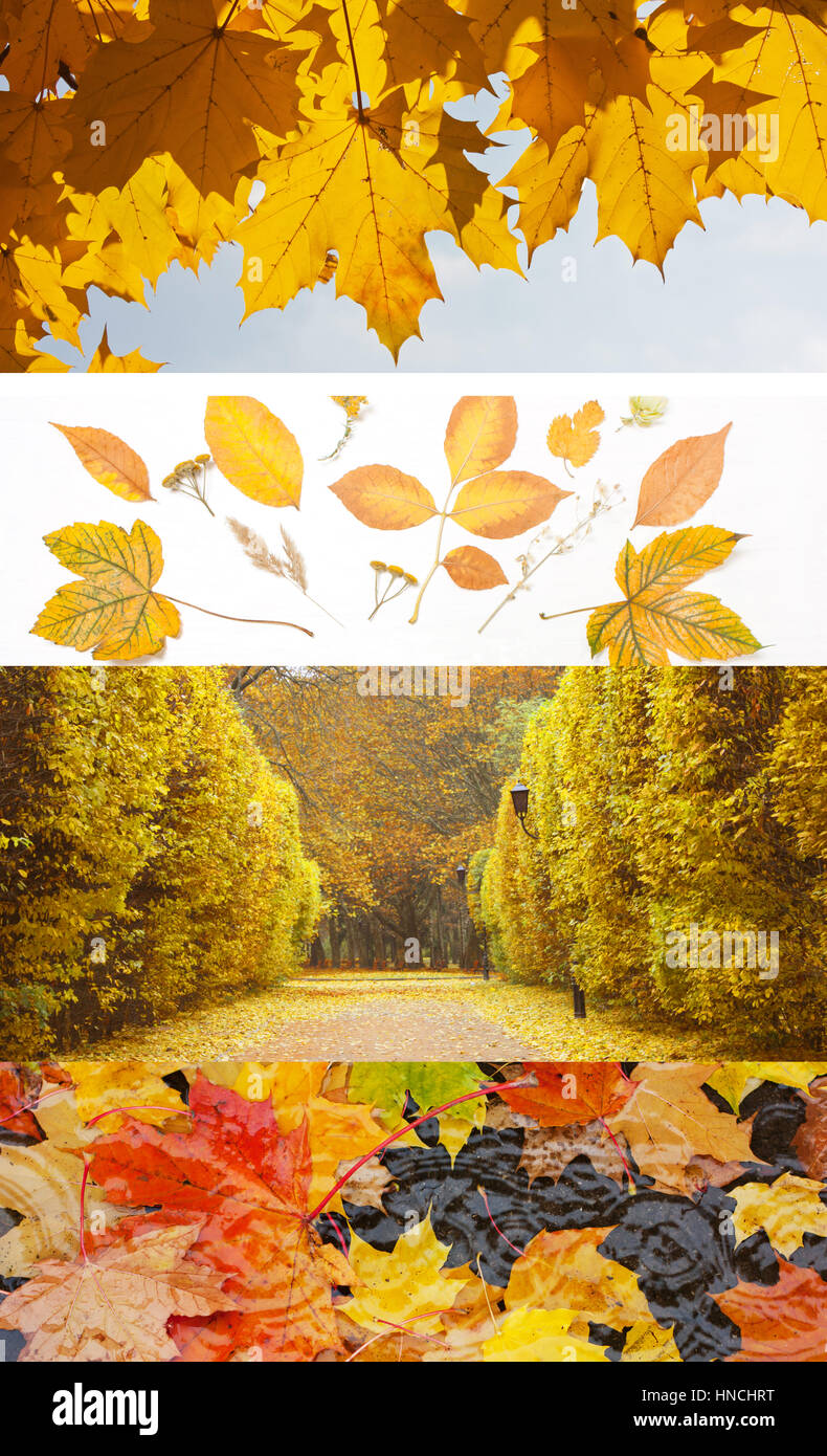 Autumn backgrounds hi-res stock photography and images - Alamy