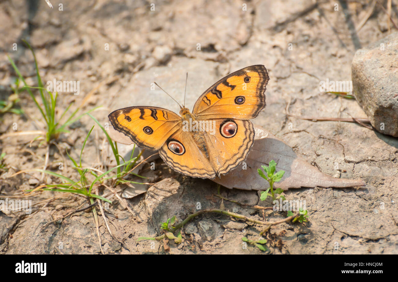 Peacock Pansy butterfly (Junonia Almana). The Peacock Pansy is common ...