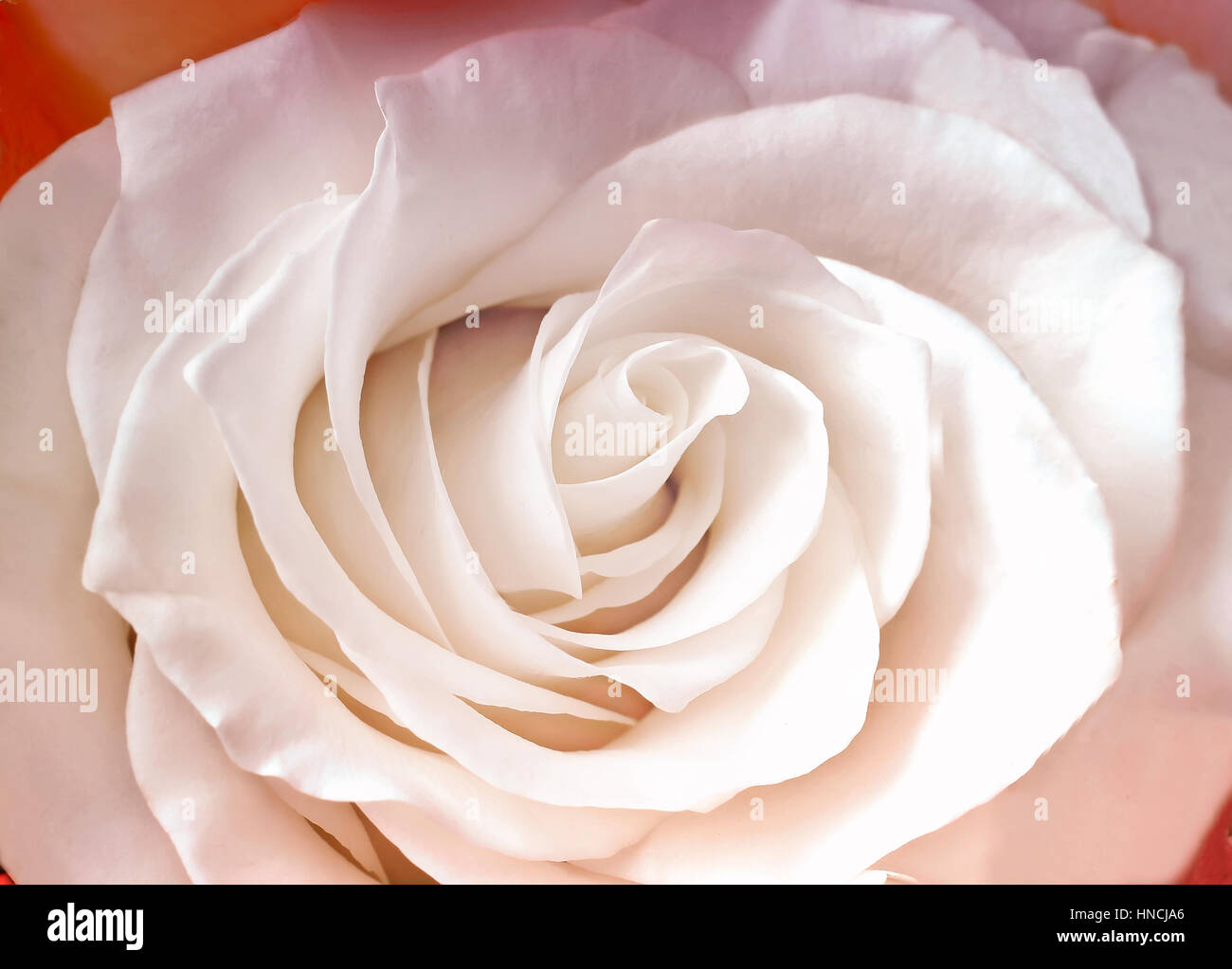 The most beautiful white rose . Closeup of the core of a rose Stock ...