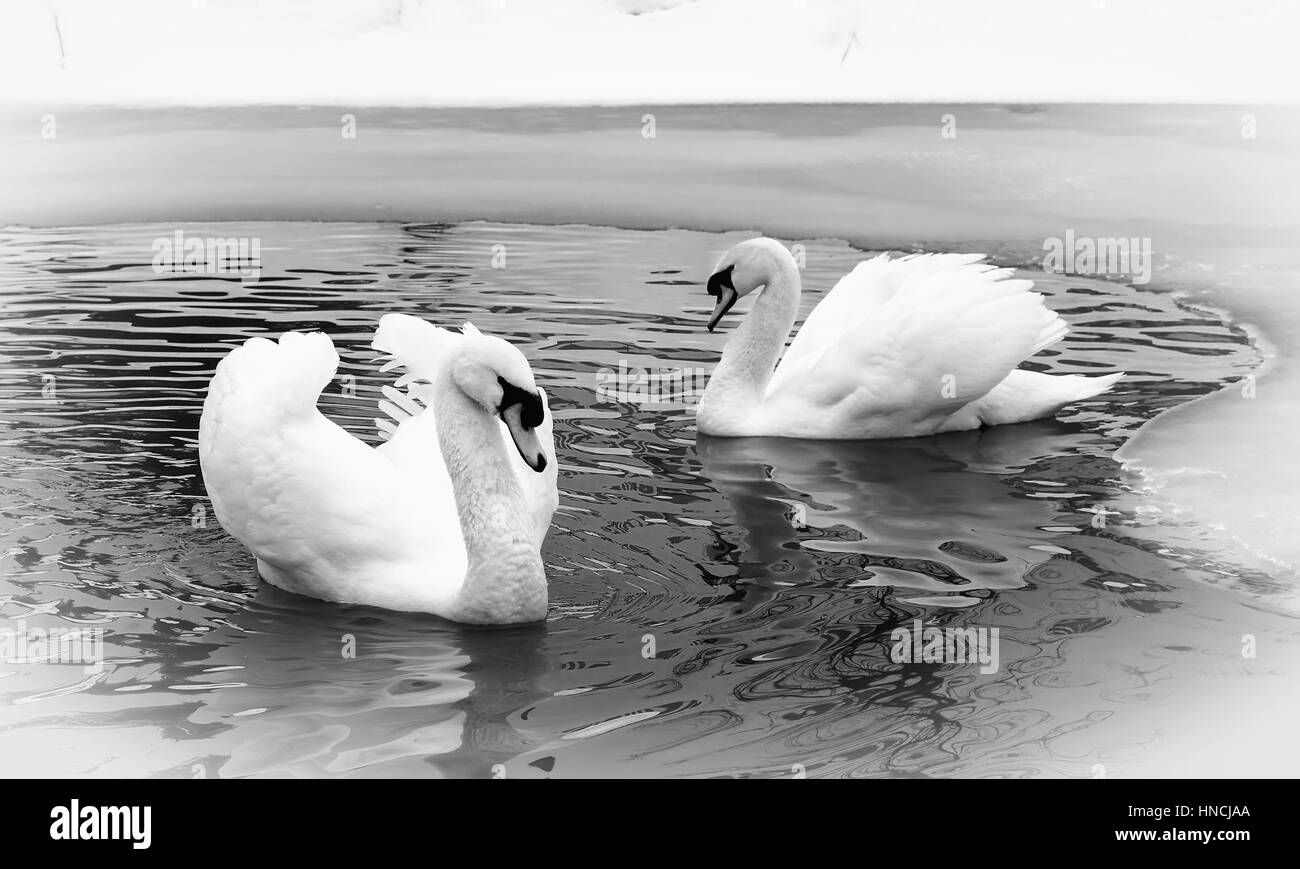 Swim on the Black and White Stock Photos & Images - Alamy