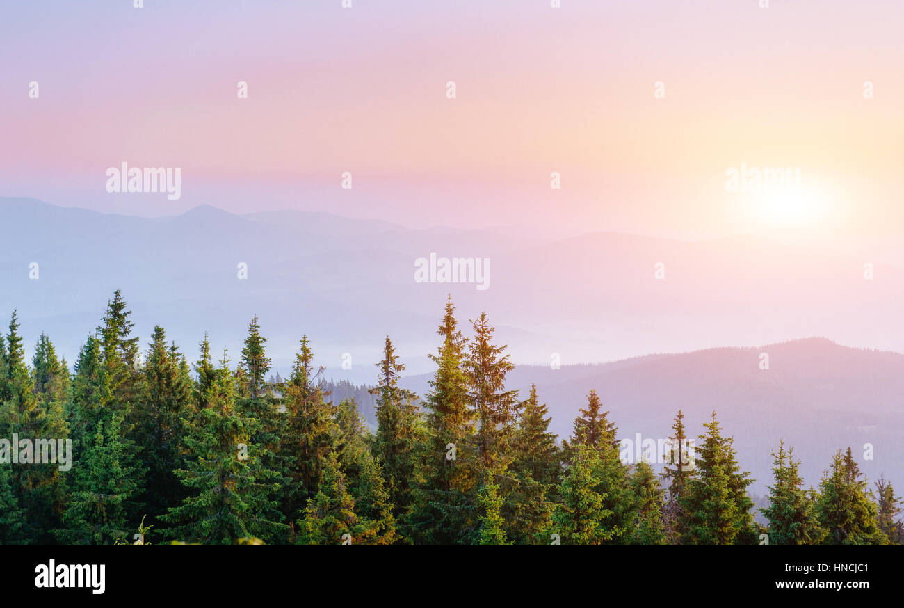 Pine tree forest Stock Photo - Alamy