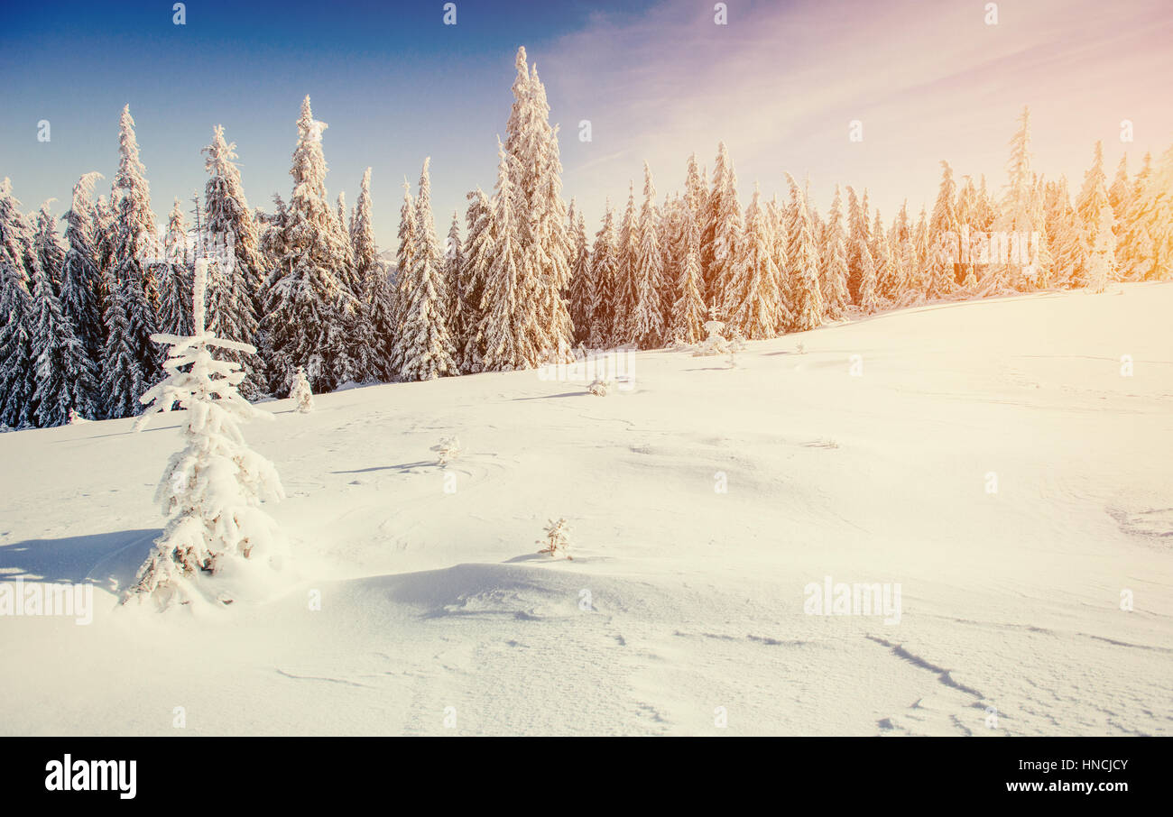 winter landscape trees snowbound Stock Photo - Alamy
