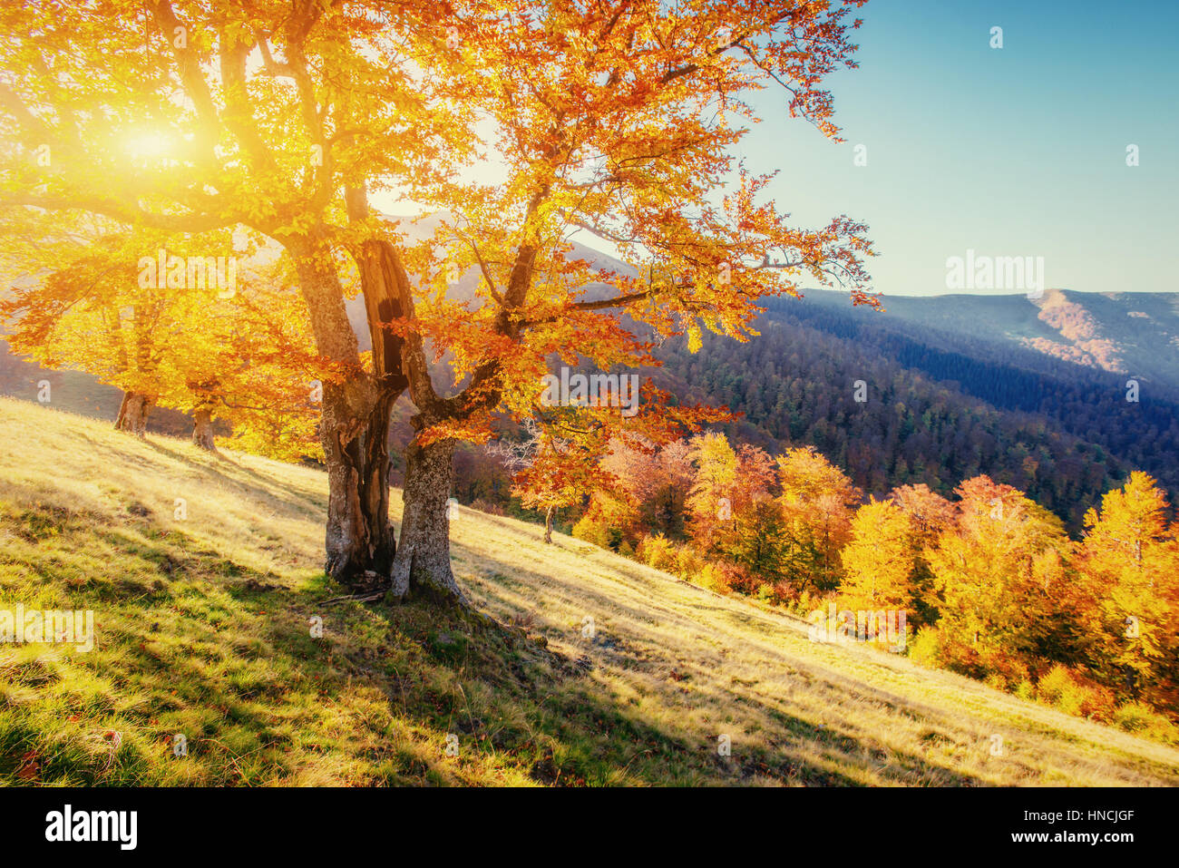 rock massif in the Carpathians Stock Photo - Alamy