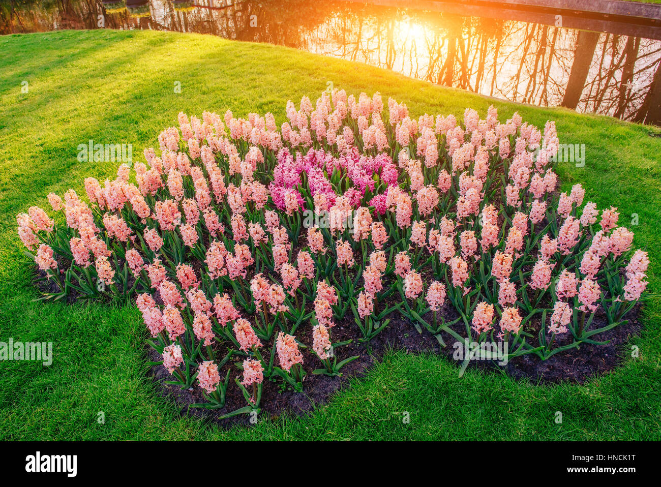 Flower-bed of spring flowers in the park Stock Photo - Alamy