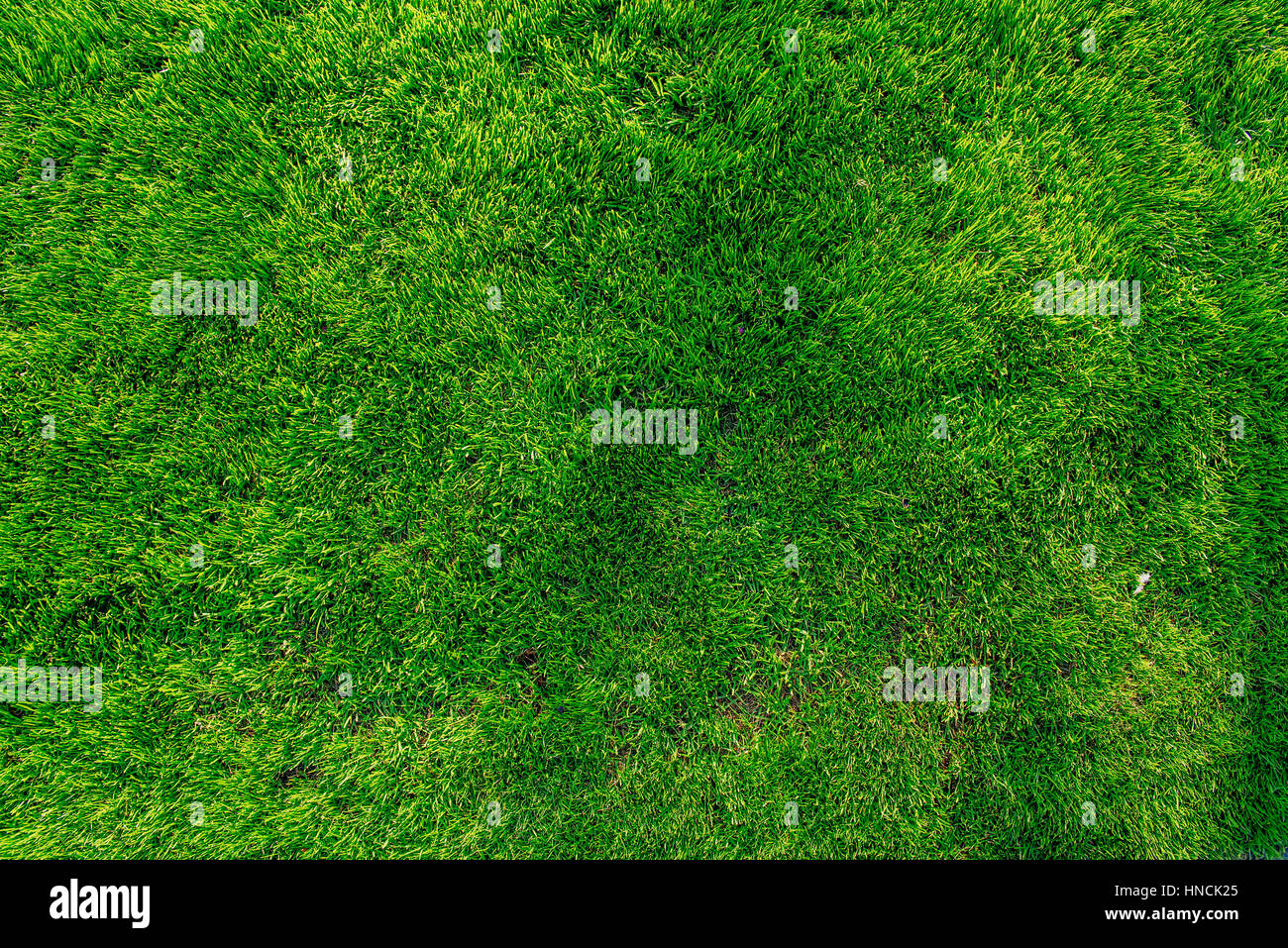 Baseball Field Grass Texture