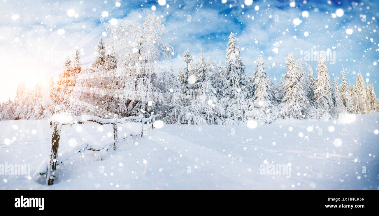 magical winter snow covered tree, background with some soft high Stock ...