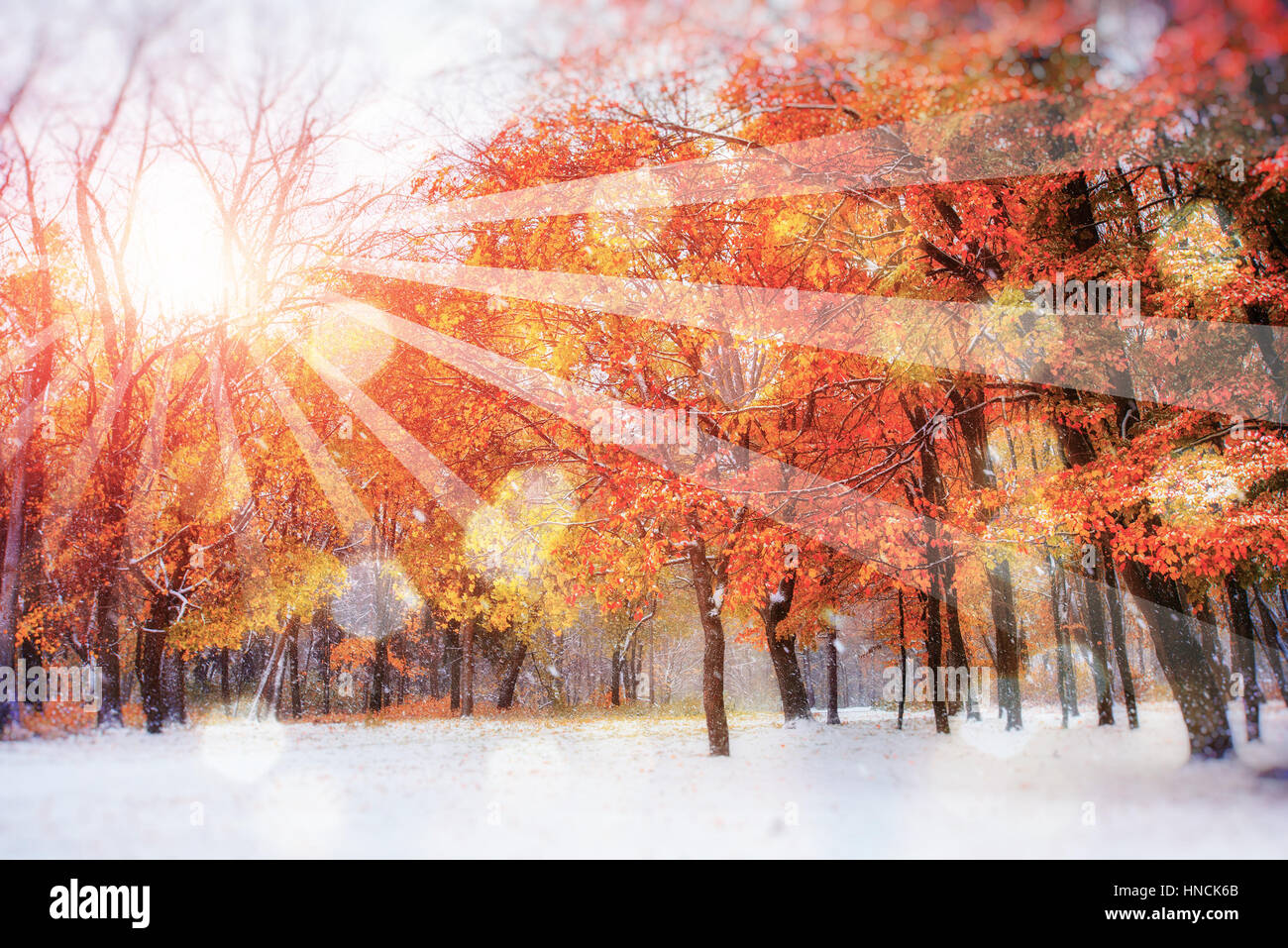 October mountain beech forest with first winter snow Stock Photo - Alamy