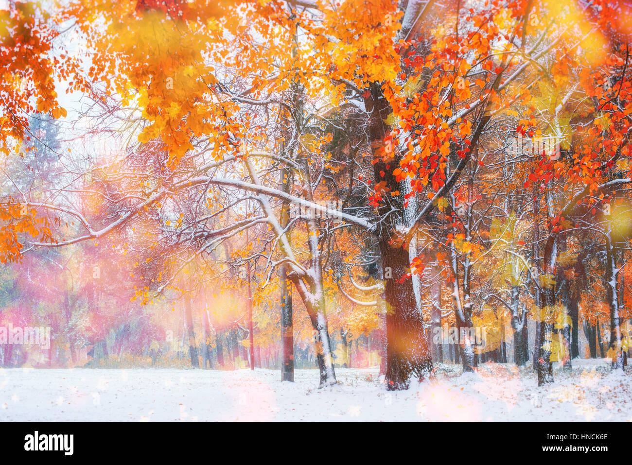 October mountain beech forest with first winter snow Stock Photo - Alamy