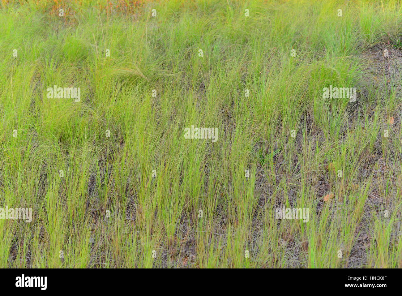 Grassy field landscape, with different kinds, varieties, colours colors ...