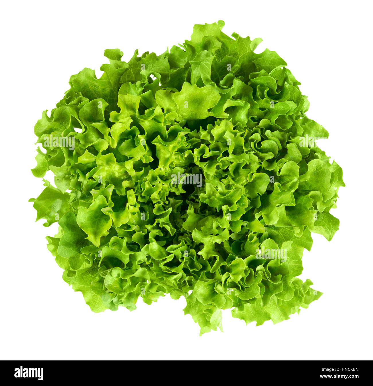Head Of Lettuce