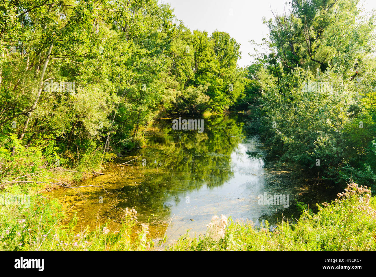 Wien, Vienna, Lobau; Danube oxbow lake, National park Donauauen, 22 ...