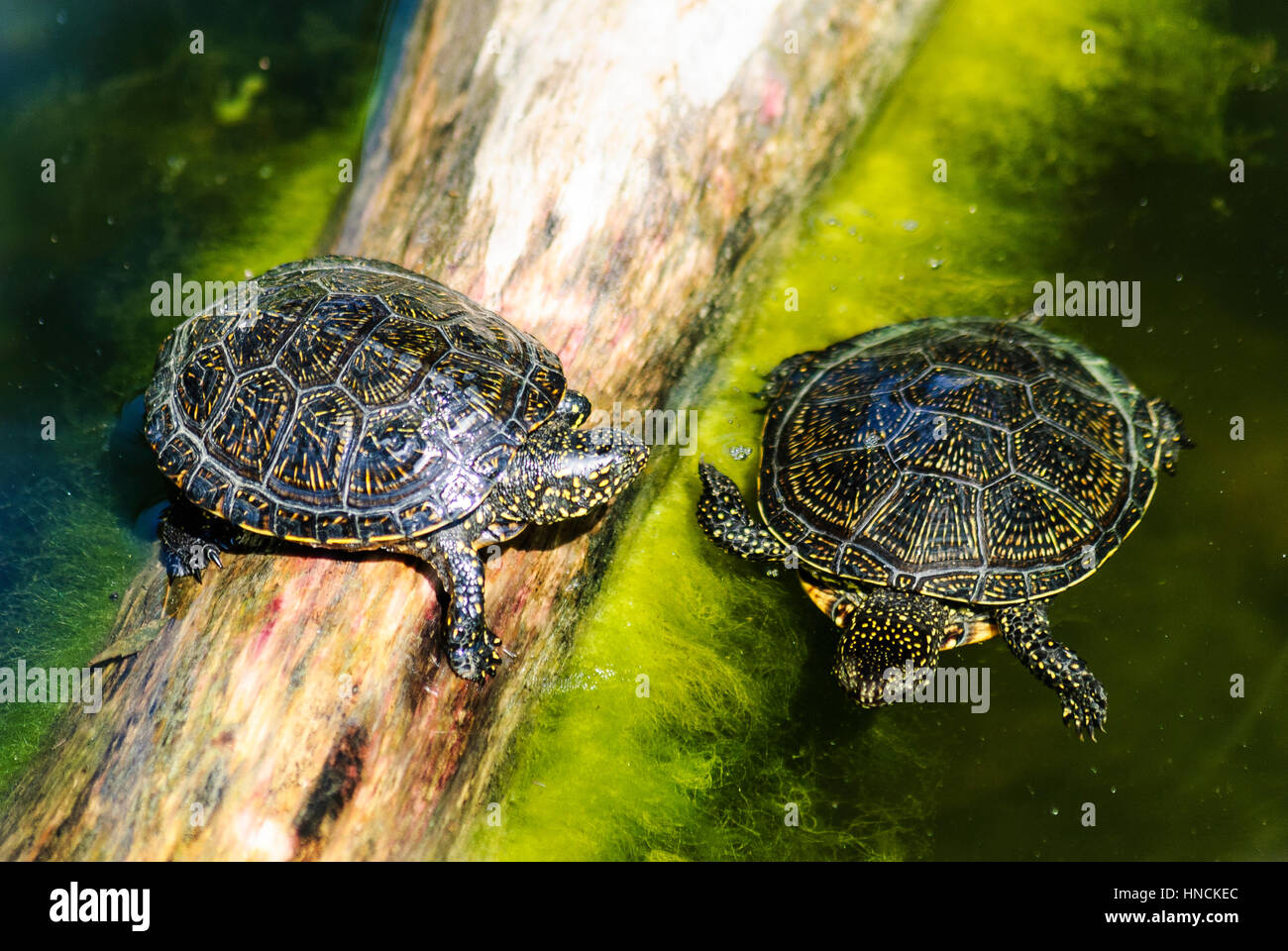 Orth an der Donau, European swamp turtle - national park Donauauen ...