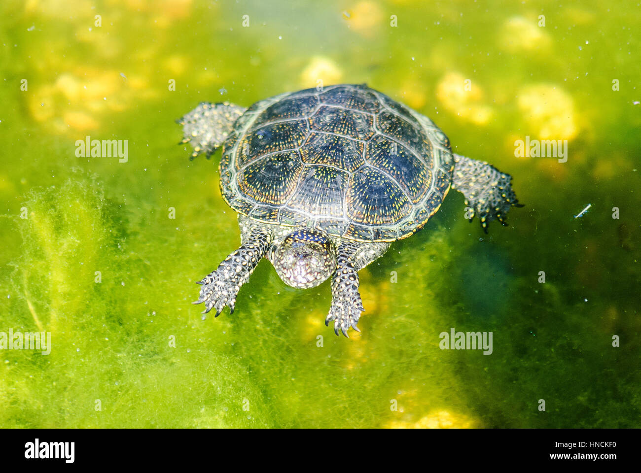Orth an der Donau, European swamp turtle - national park Donauauen ...
